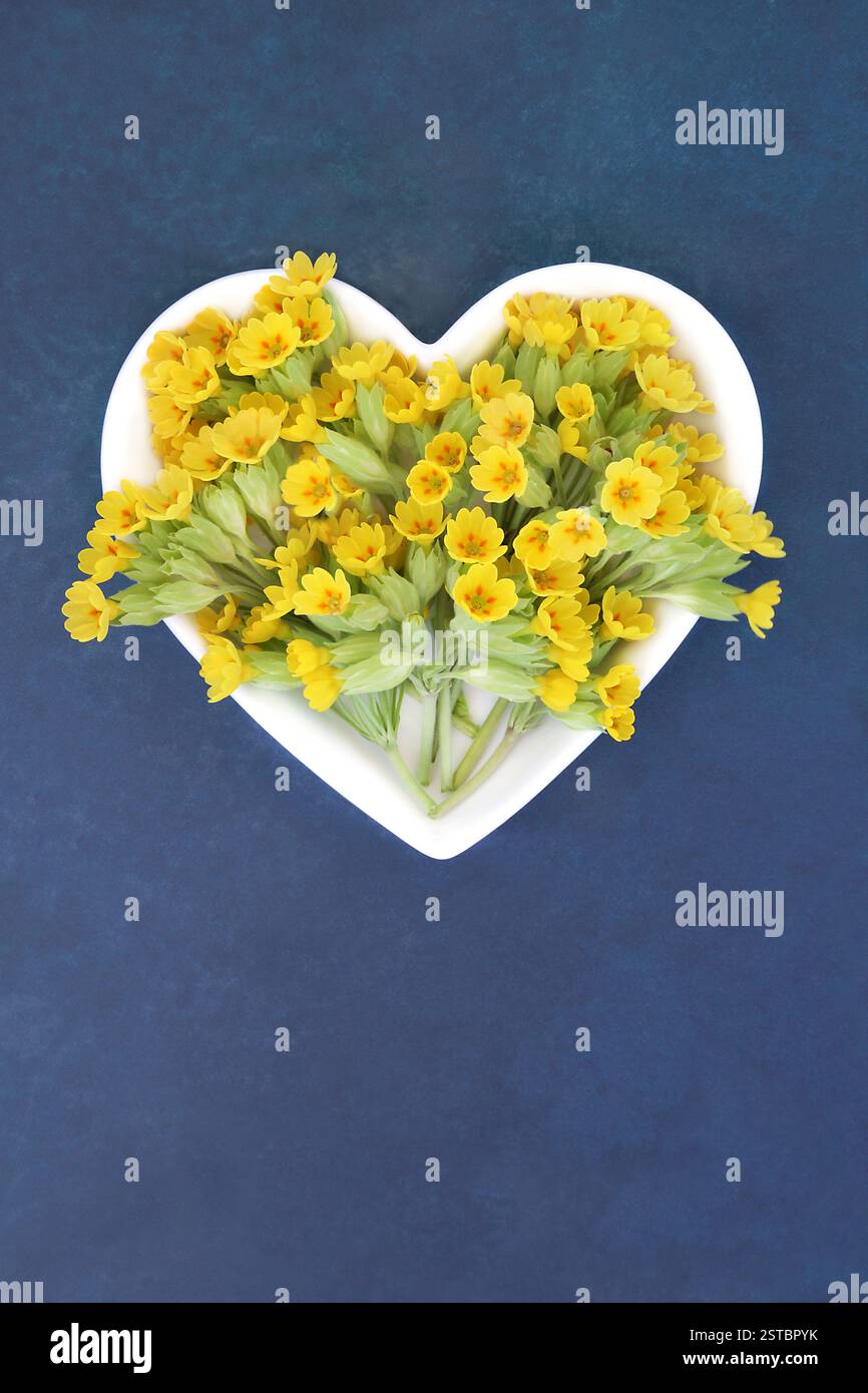 Cowslip spring flowers in heart shape dish wreath on mottled blue ...