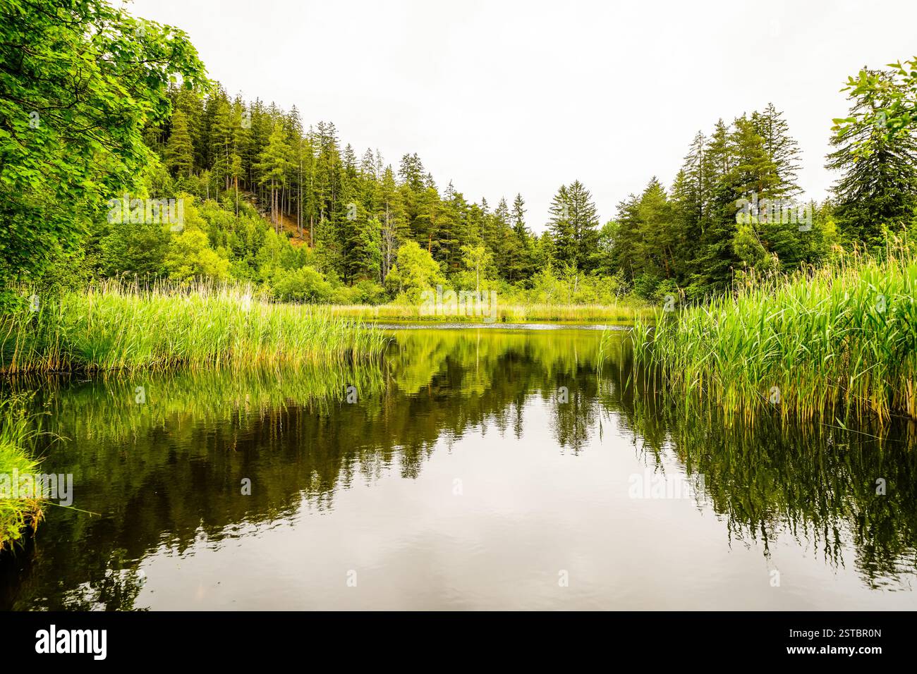 View of the Lanser Moor on the Paschberg in the municipality of Lans in ...
