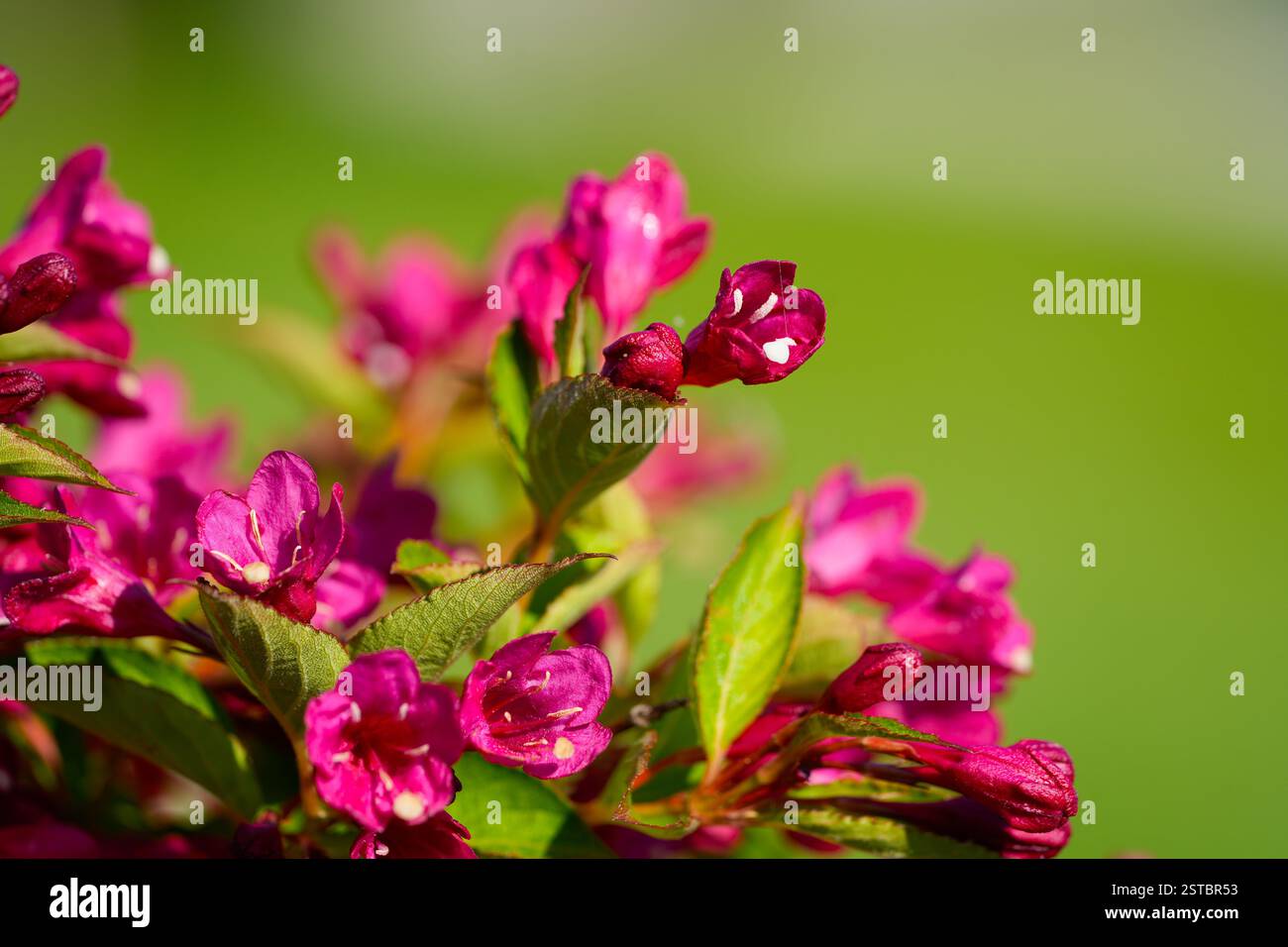 Flowers of the lovely weigela, Weigela florida. Flowering plant close ...