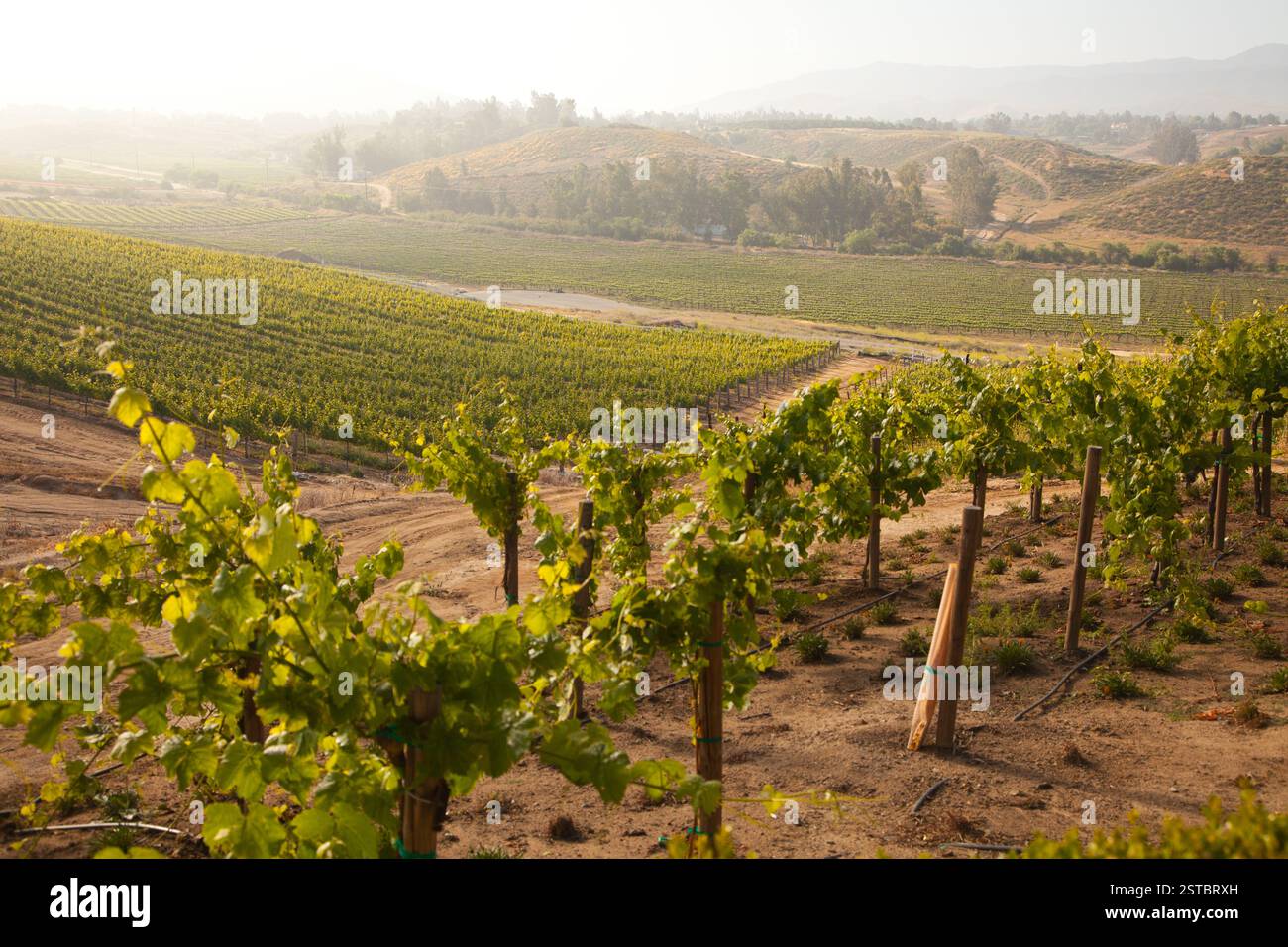 Lush green vineyard in hi-res stock photography and images - Alamy