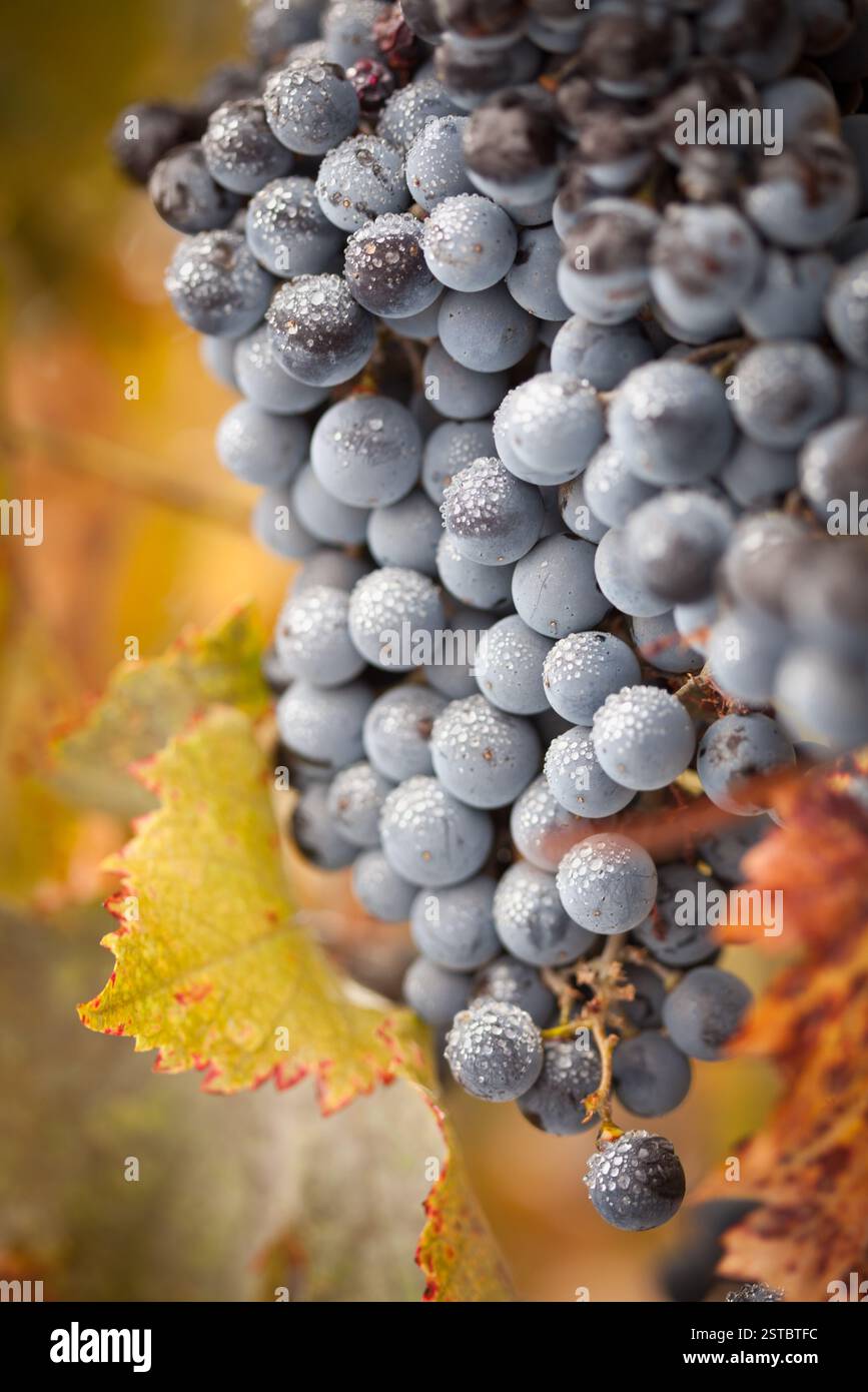 Lush, Ripe Wine Grapes with Mist Drops on the Vine Stock Photo - Alamy