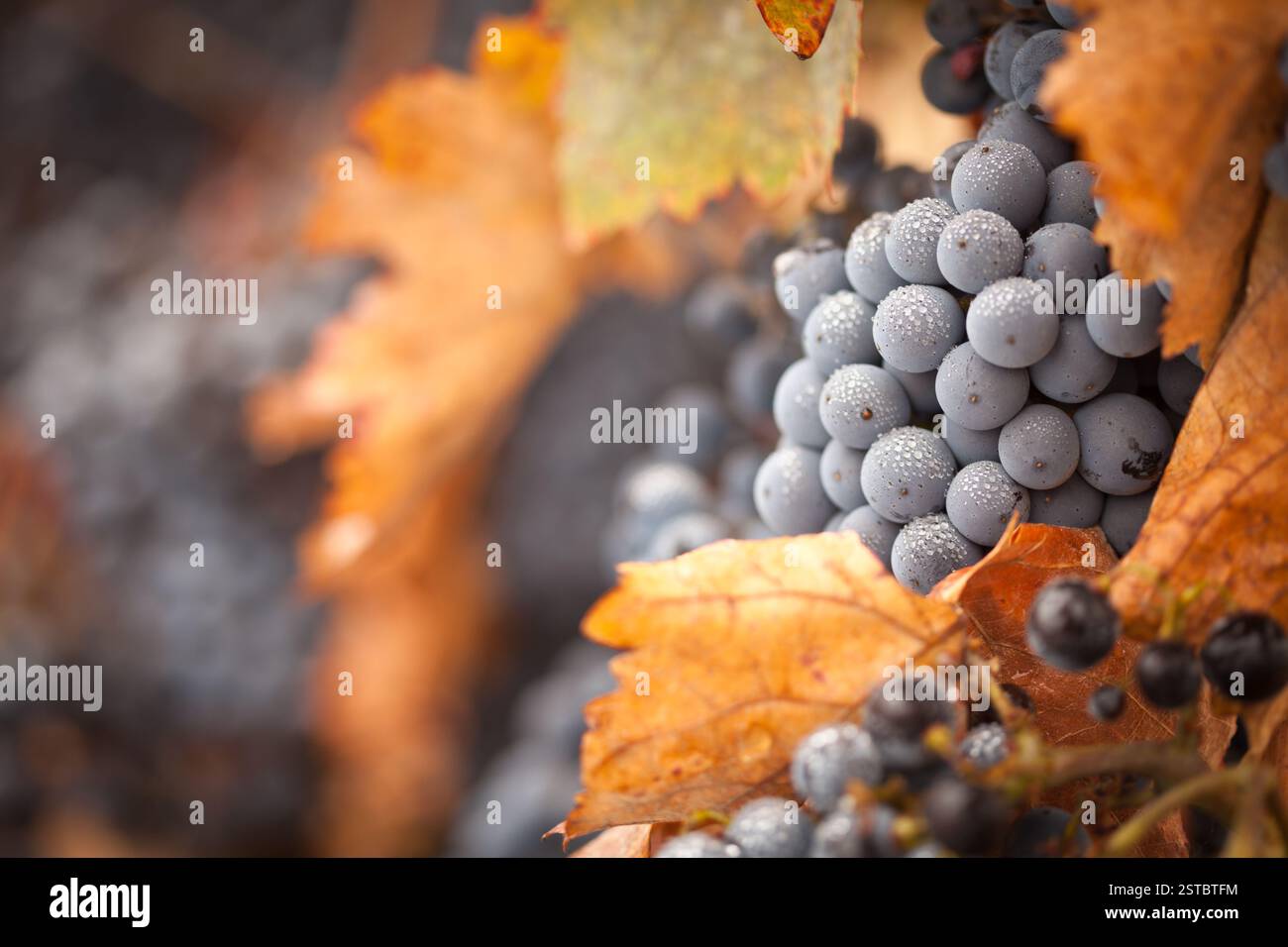 Lush, Ripe Wine Grapes with Mist Drops on the Vine Ready for Harvest ...