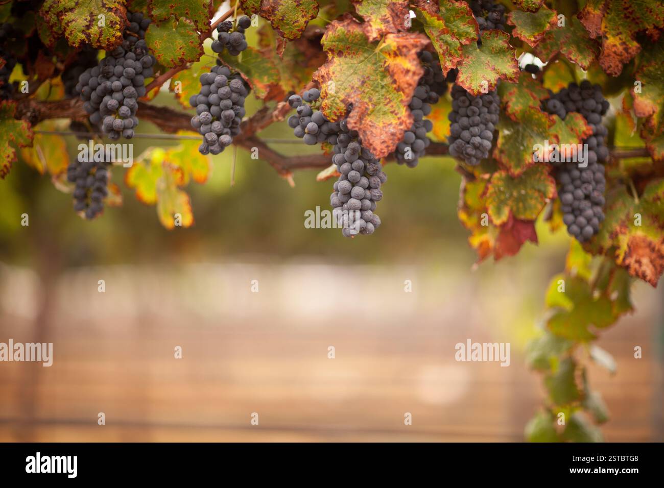 Lush cluster of grapes hi-res stock photography and images - Alamy