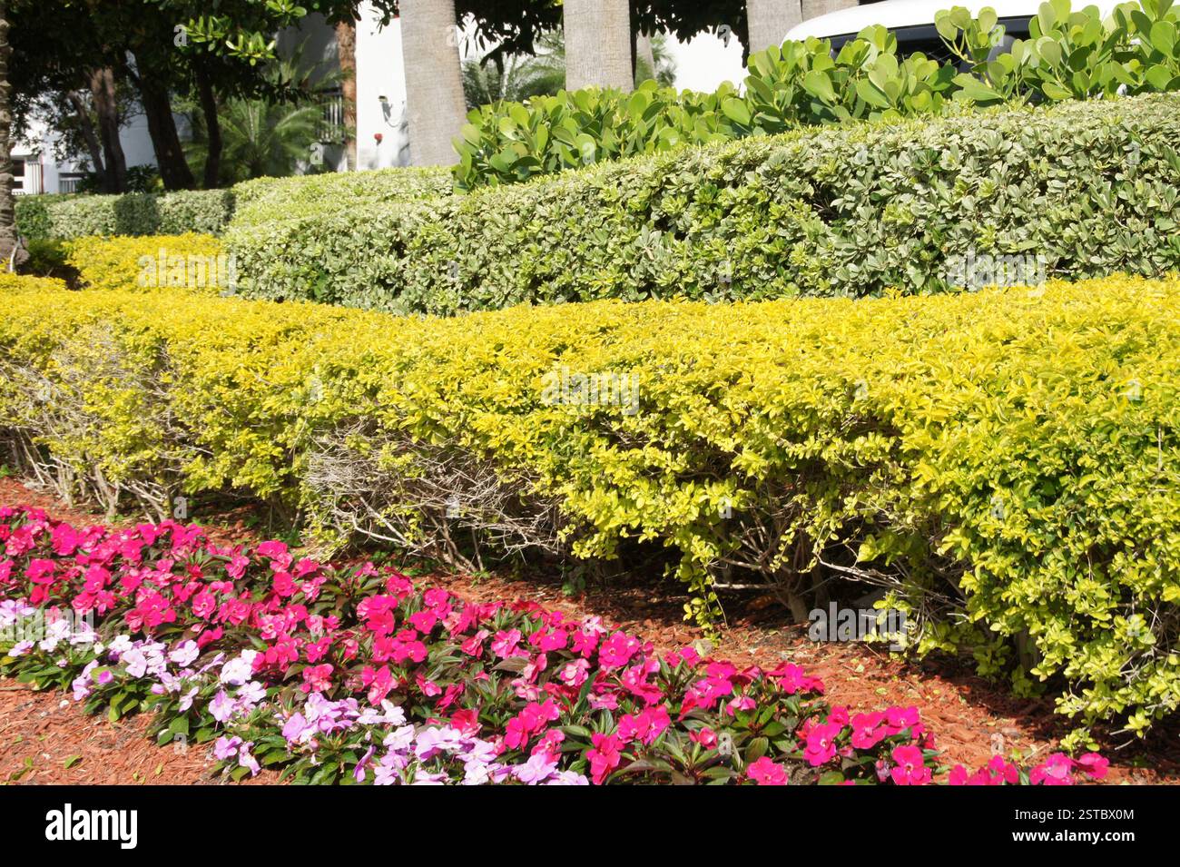 A row of colorful flowers and shrubs bursts with life in a Miami garden ...