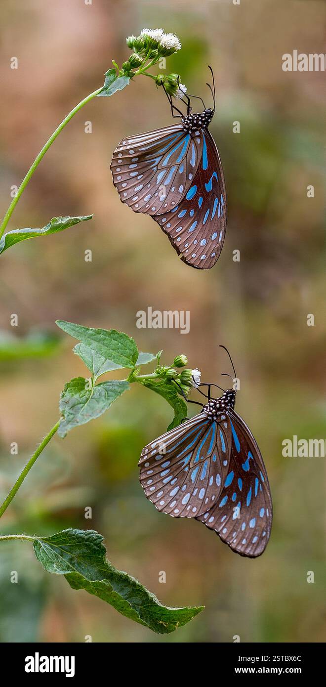 dark blue tiger butterflies Stock Photo - Alamy