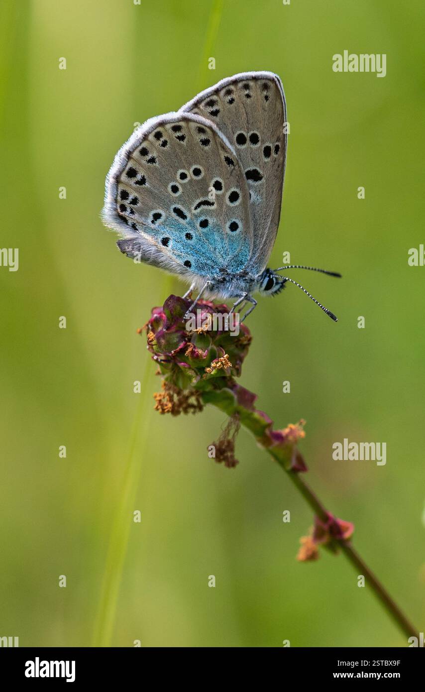 Large blue butterfly Stock Photo - Alamy