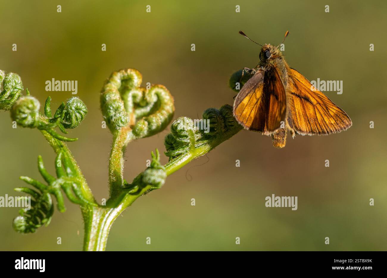 large skipper butterfly Stock Photo - Alamy