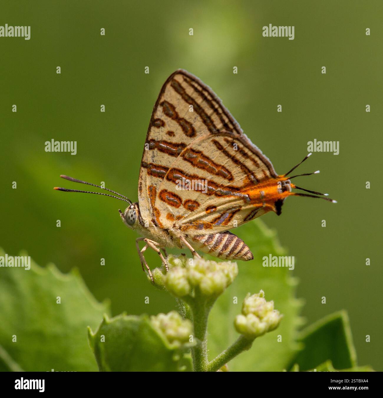 Butterfly texture wing hi-res stock photography and images - Alamy