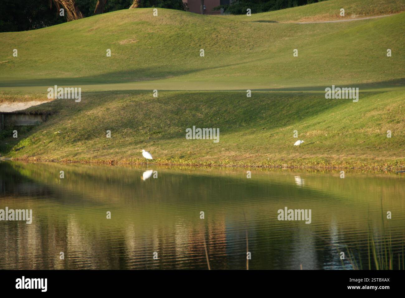 Two elegant white birds with long necks and beaks stand poised at the ...
