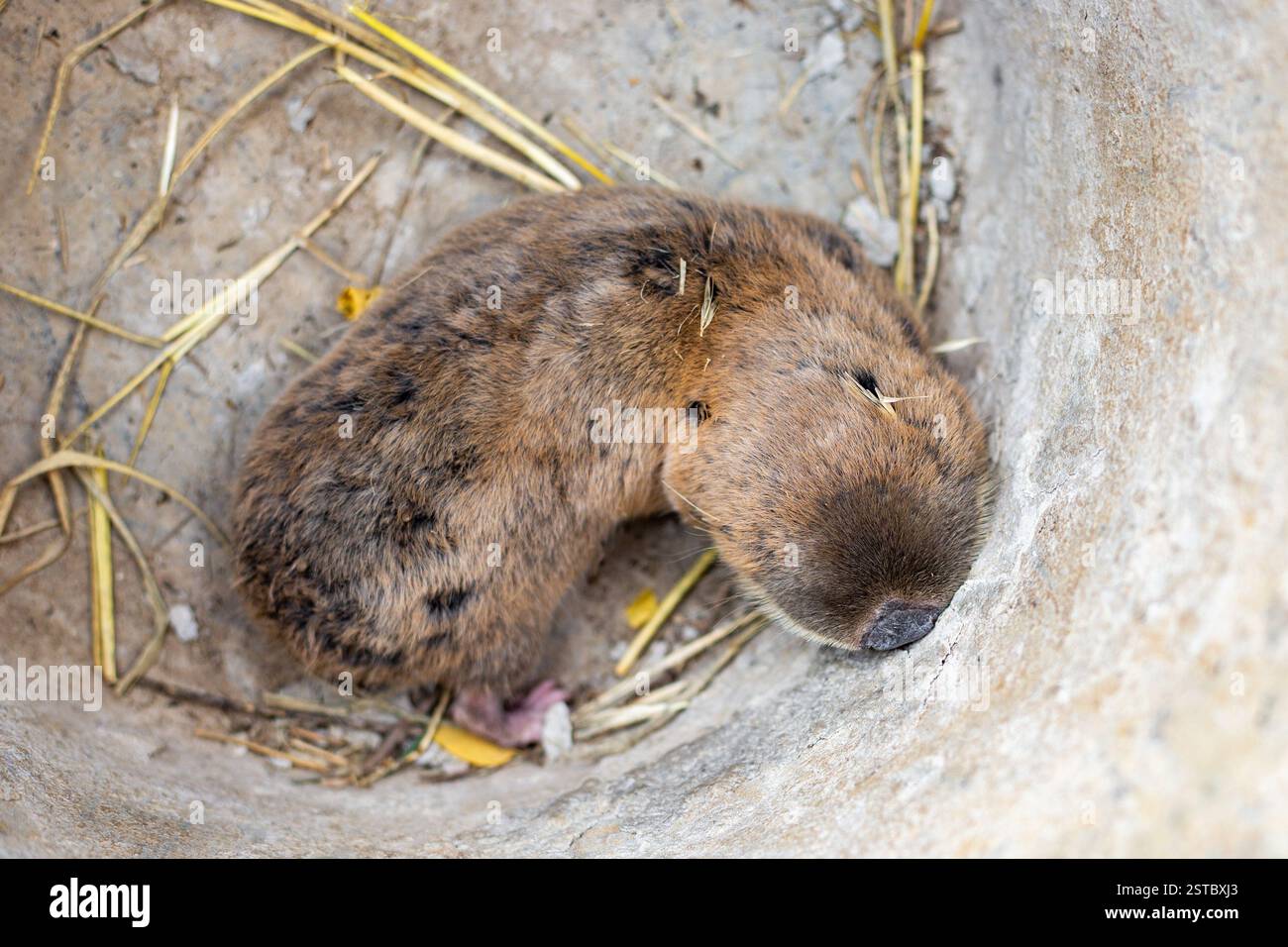 Animal rodent common mole rat caught in a bucket. Pest of agricultural ...