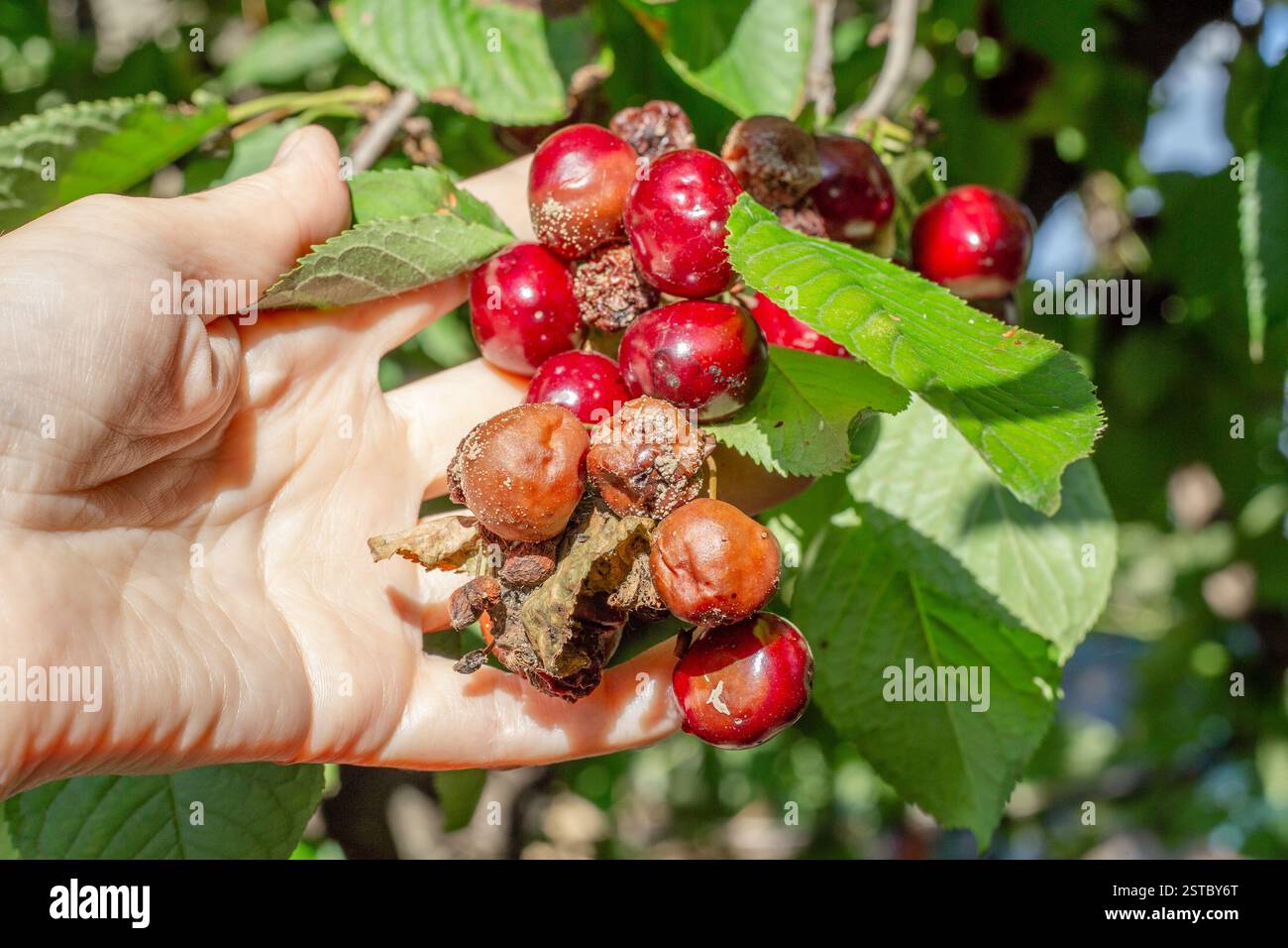 Moniliosis on cherry berries on a tree branch. A farmer examines ...