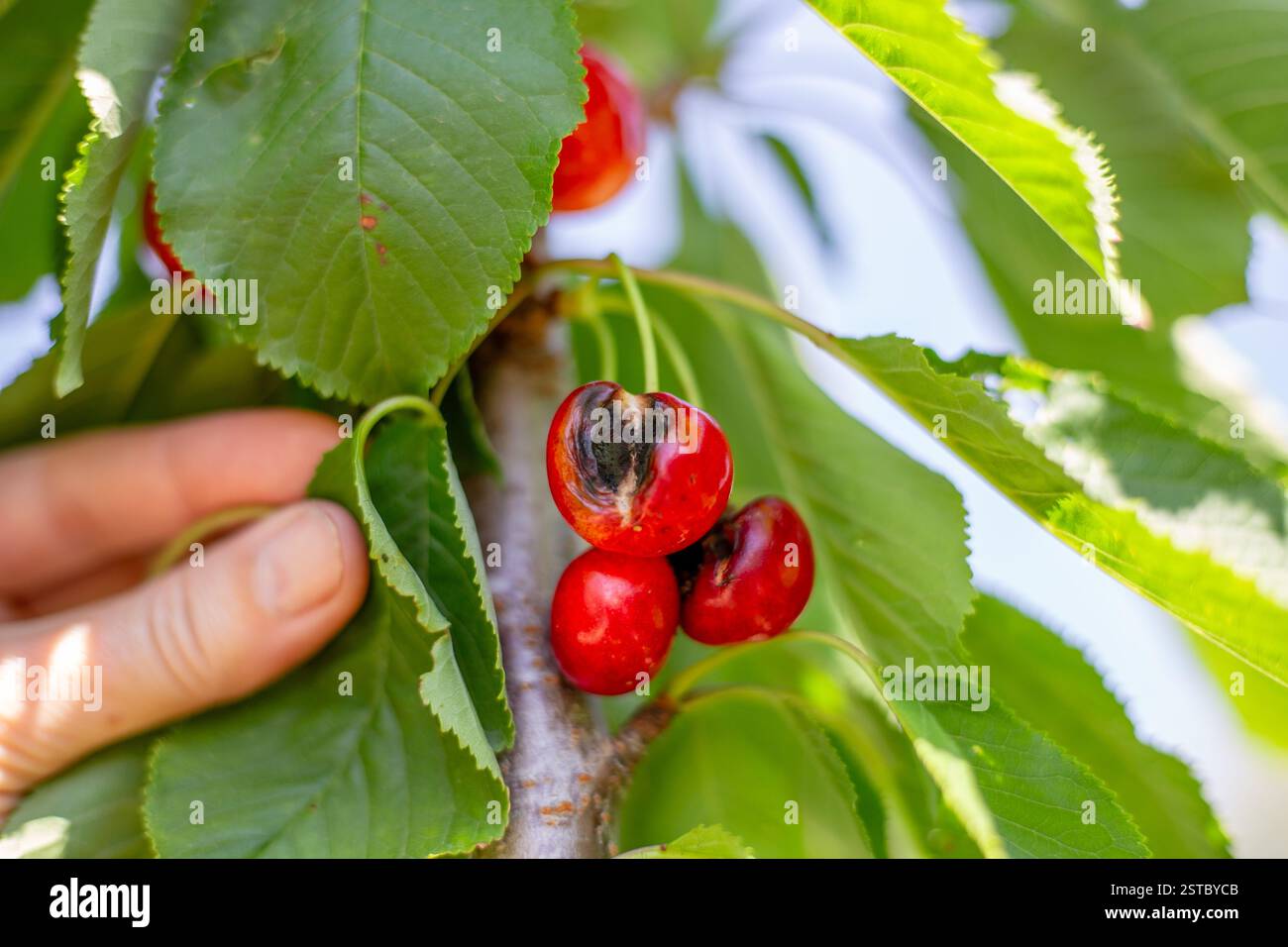 Anthracnose on cherry berries on a tree branch. A farmer inspects ...