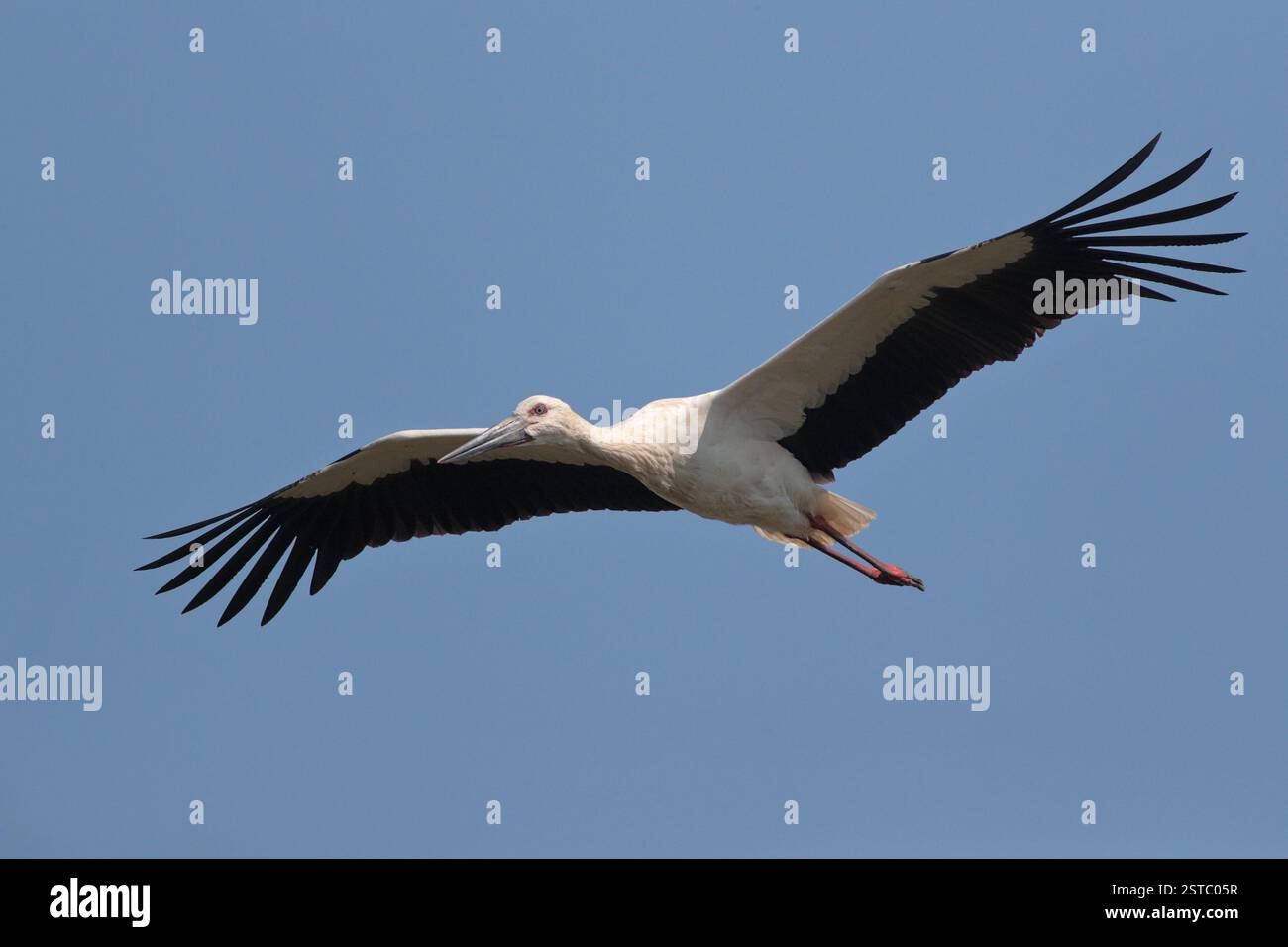 Oriental Stork (Ciconia boyciana), Mai Po Naturę Reserve, Hong Kong ...