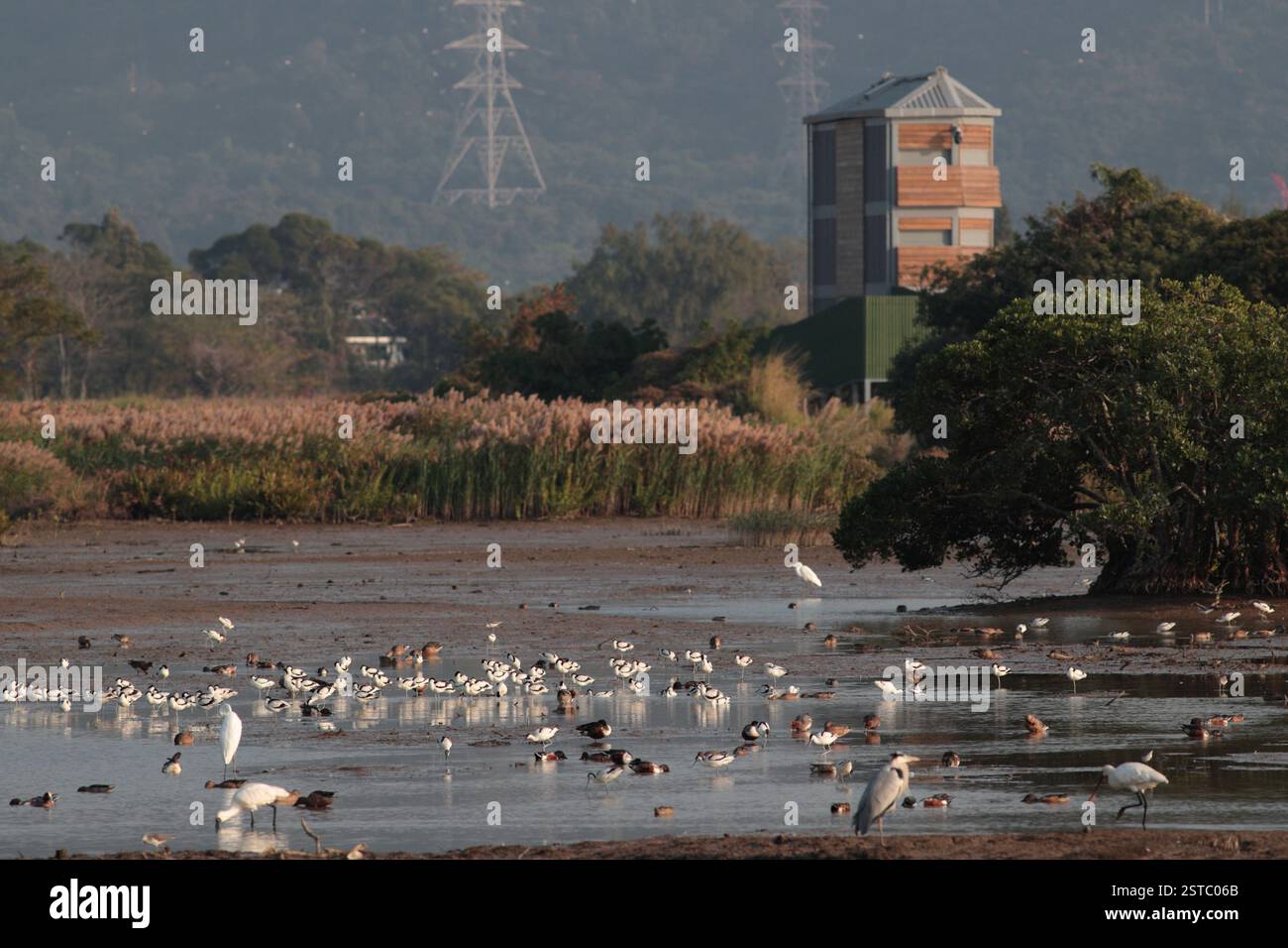 Pond 19, Mai Po Nature Reserve, afternoon view, Hong Kong, China Stock ...