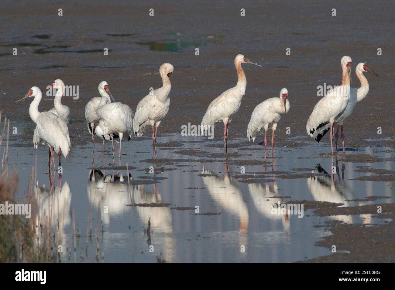 Siberian Cranes (Grus leucogeranus), Mai Po Nature Reserve, Hong Kong ...