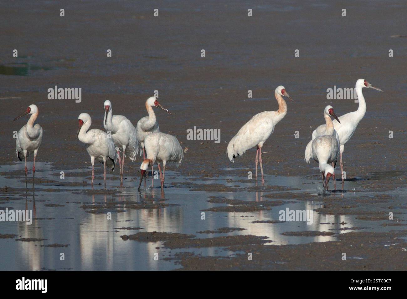 Siberian Cranes (Grus leucogeranus), Mai Po Nature Reserve, Hong Kong ...