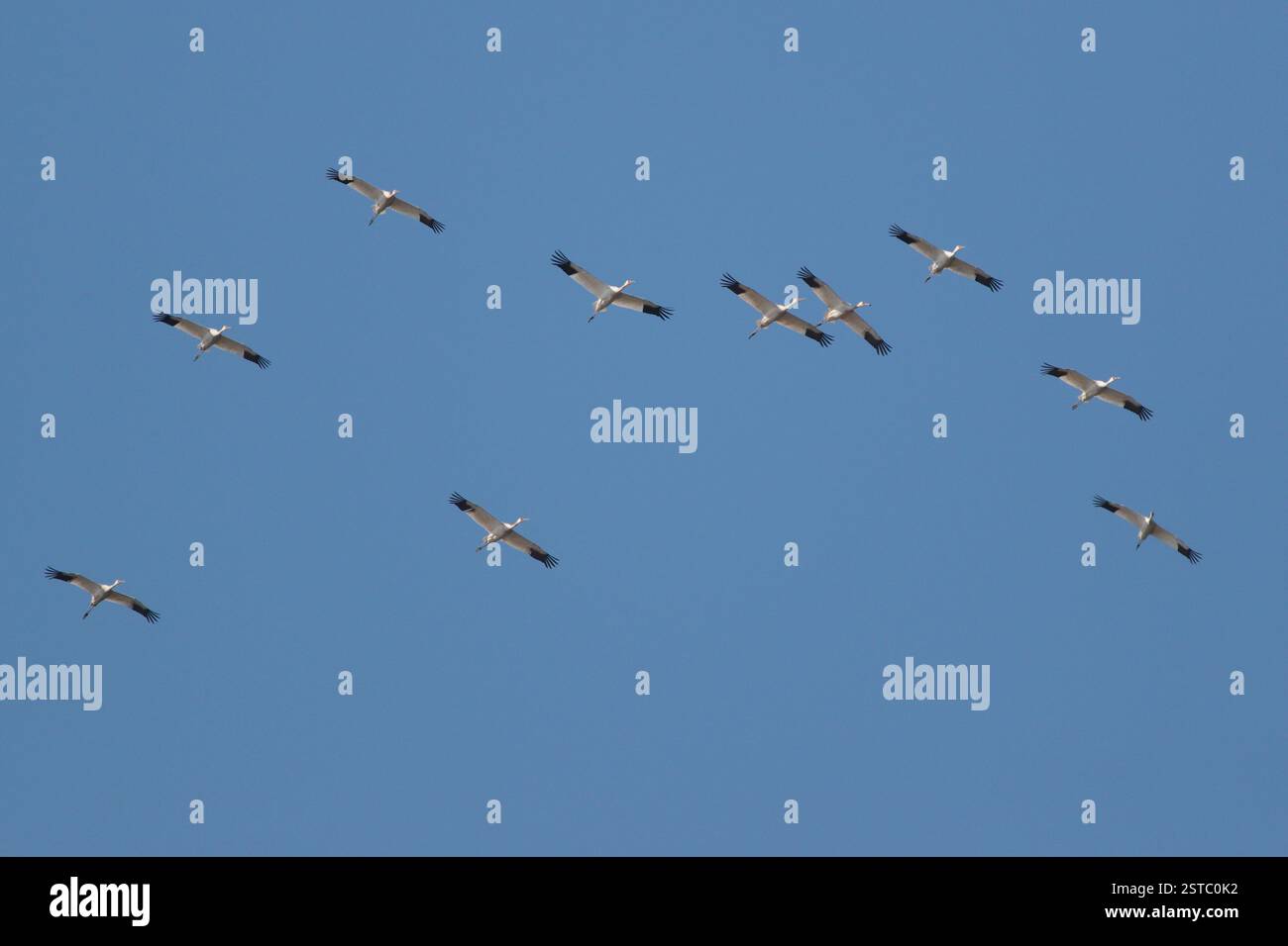 Siberian Cranes (Grus leucogeranus), Mai Po Nature Reserve, Hong Kong ...