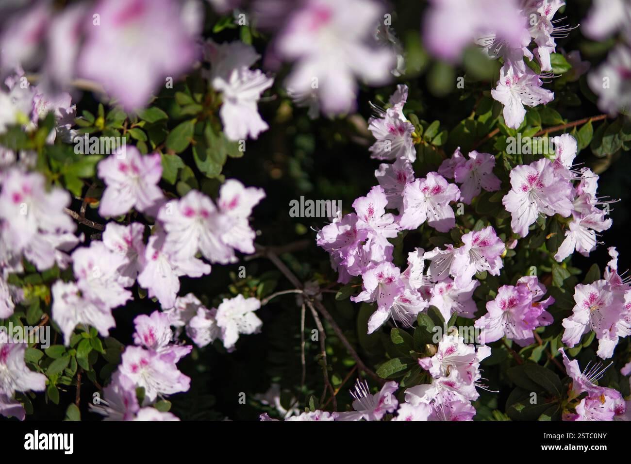 KYIV, UKRAINE - FEBRUARY 16, 2025 - Azaleas bloom in an orangery of the Hryshko National ...