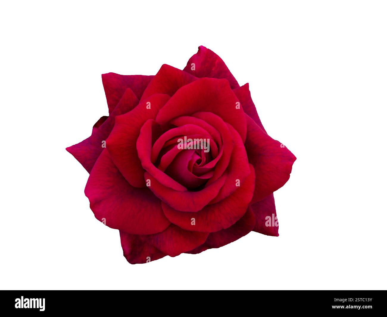 Single Bright red rose is on white background. Detail for creating a ...