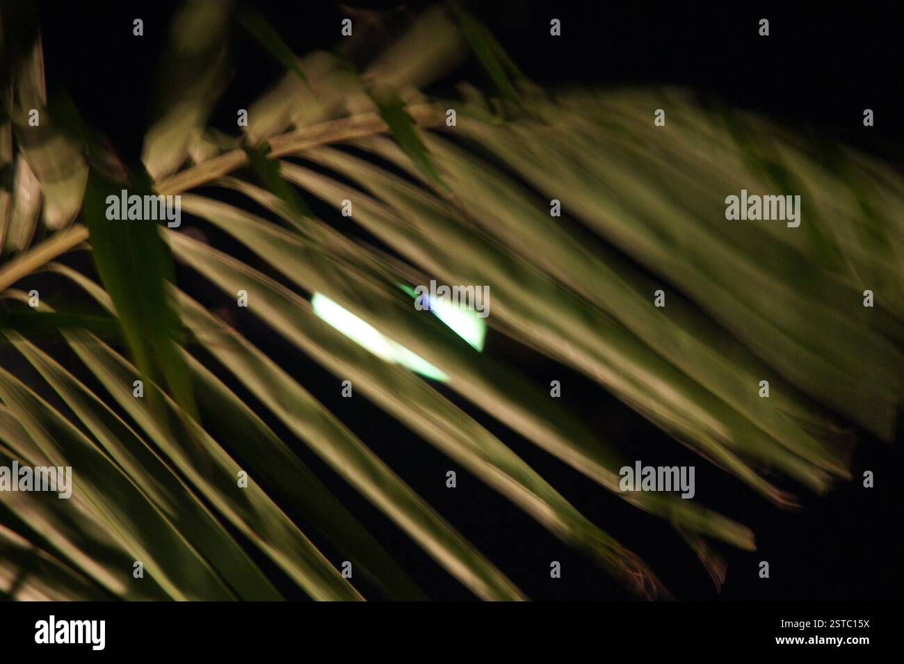 Palm tree frond blurs in night wind. Motion captures tropical night ...