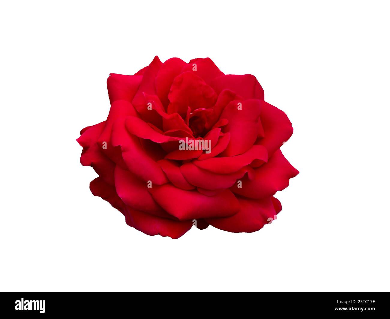 Single Bright red rose is on white background. Detail for creating a ...