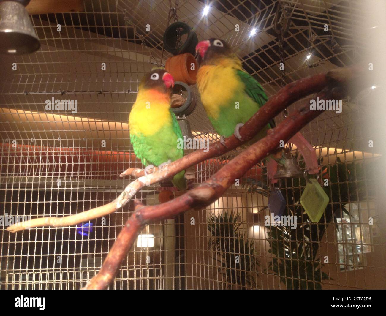 Protecting captive birds hi-res stock photography and images - Alamy