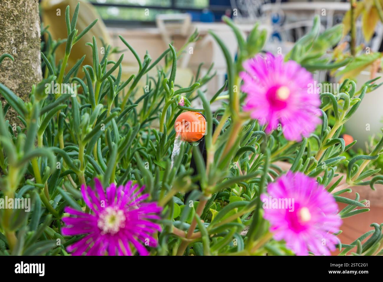 Home gardening. Watering potted plants. Drip irrigation system and ...