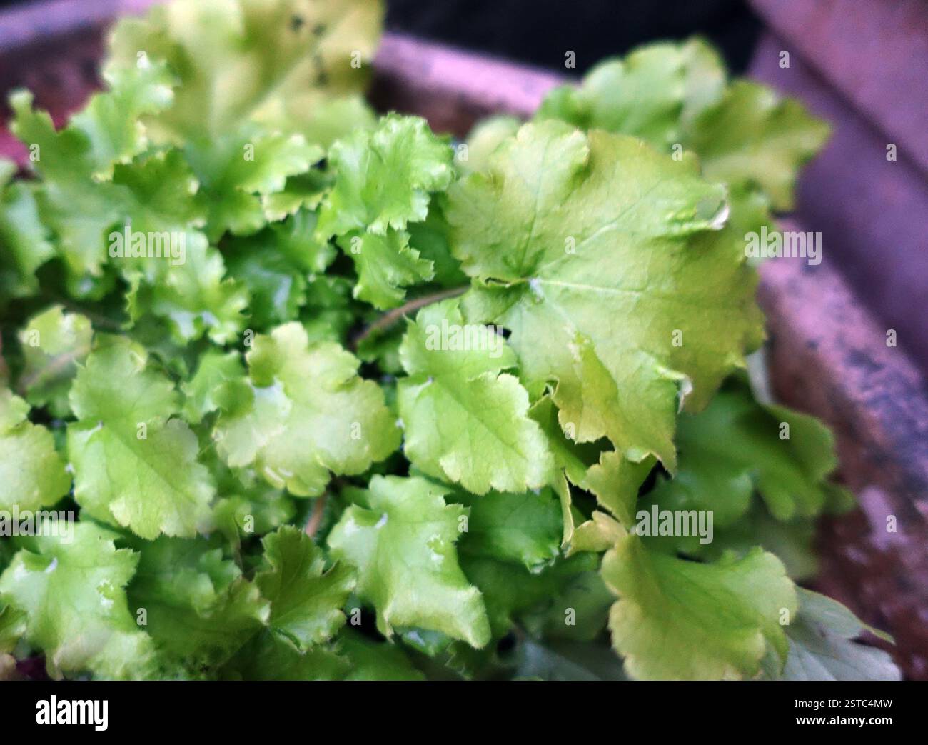 Ruffled Lime Green Heuchera 'Lime Marmalade' Leaves in a Flowerpot on ...