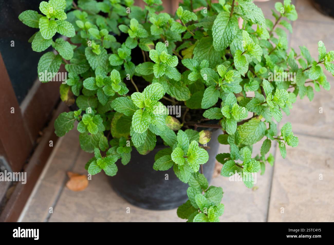 Close-up of fresh green mint growing in a plant pot in the outdoors ...