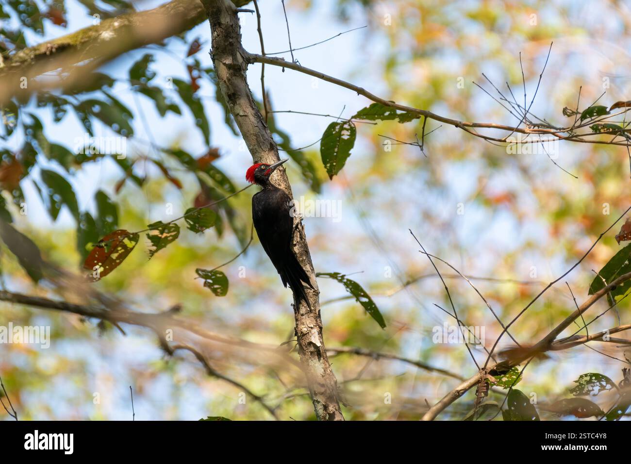 A beautiful and endemic male Andaman Woodpecker (Dryocopus hodgei ...