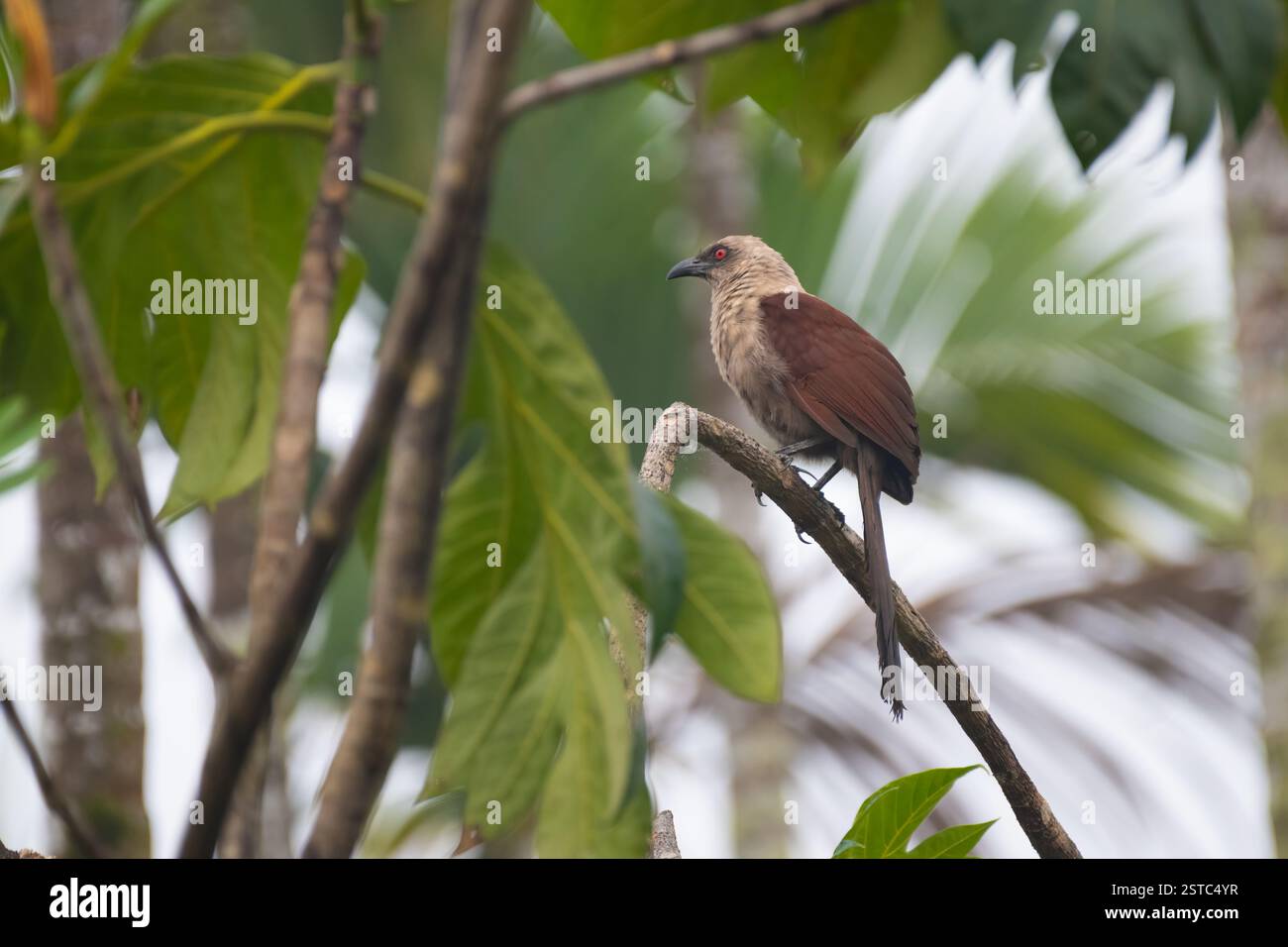 Centropus andamanensis hi-res stock photography and images - Alamy