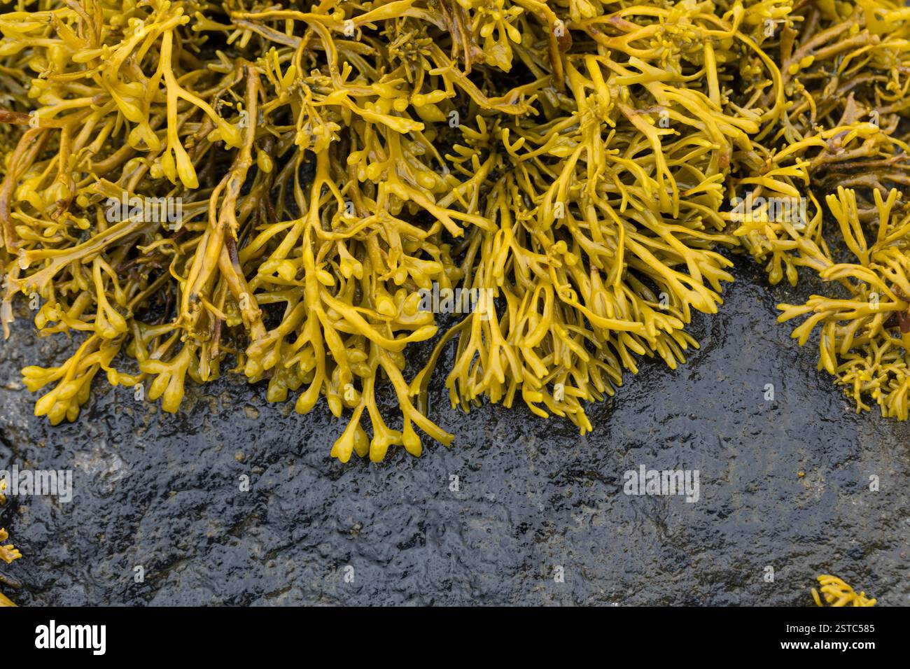 Rinnentang, Pelvetia canaliculata, Channelled Wrack, La Pelvétie ...
