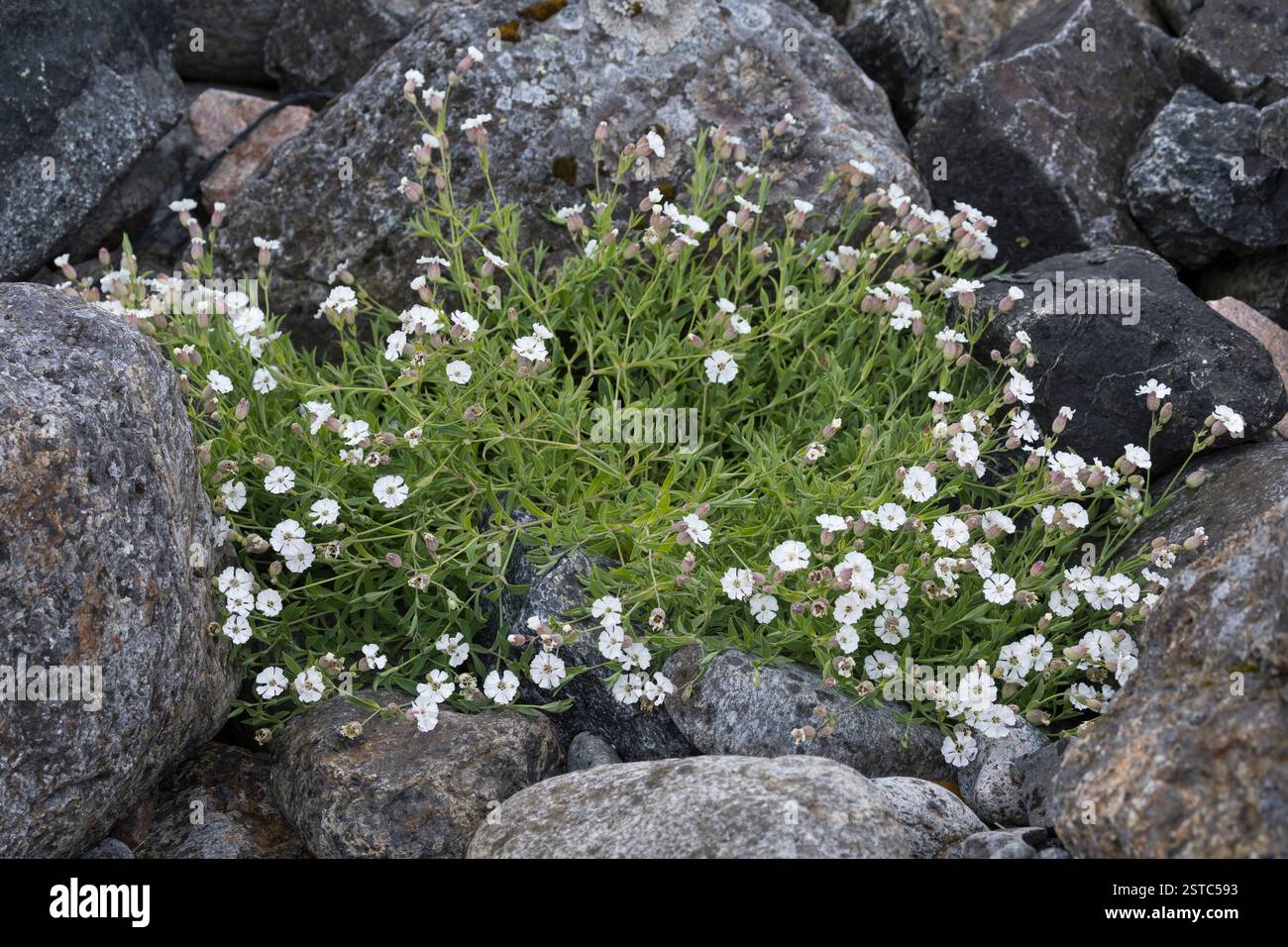 Klippen-Leimkraut, Einblütiges Leimkraut, Aufgeblasenes Leimkraut ...