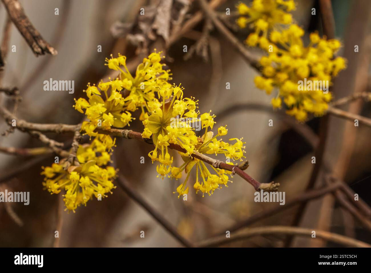 Cornel tree during early springtime in blossom. Cornelian cherry ...