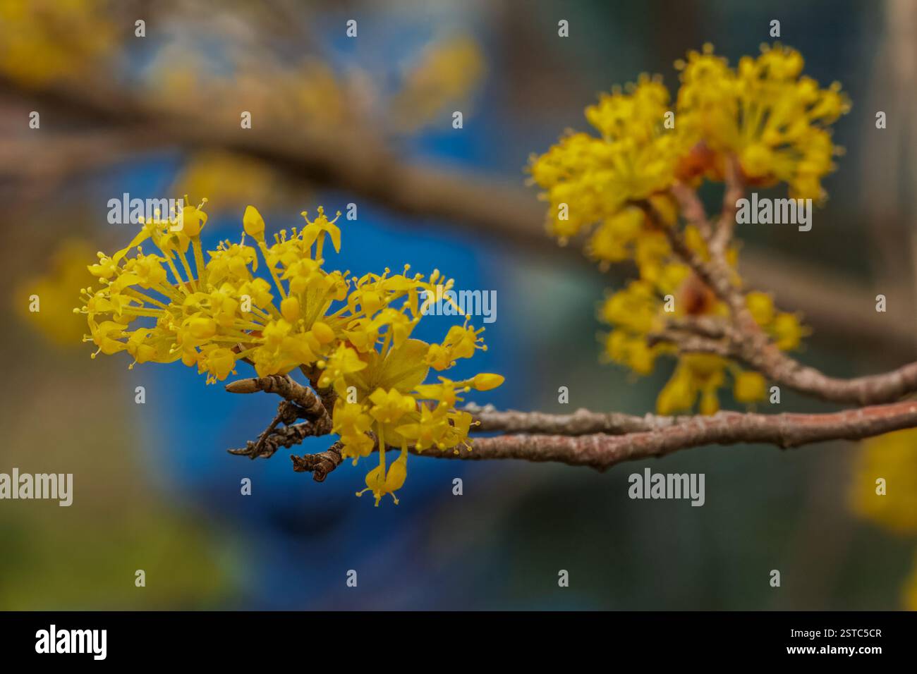 Cornel tree during early springtime in blossom. Cornelian cherry ...