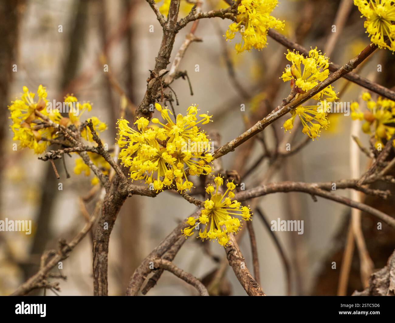 Cornel tree during early springtime in blossom. Cornelian cherry ...