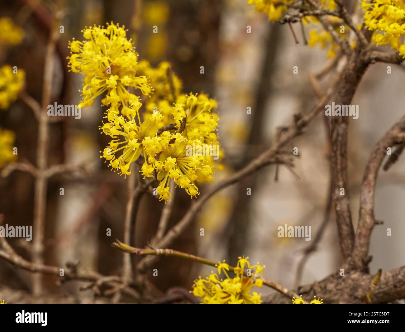 Cornel tree during early springtime in blossom. Cornelian cherry ...