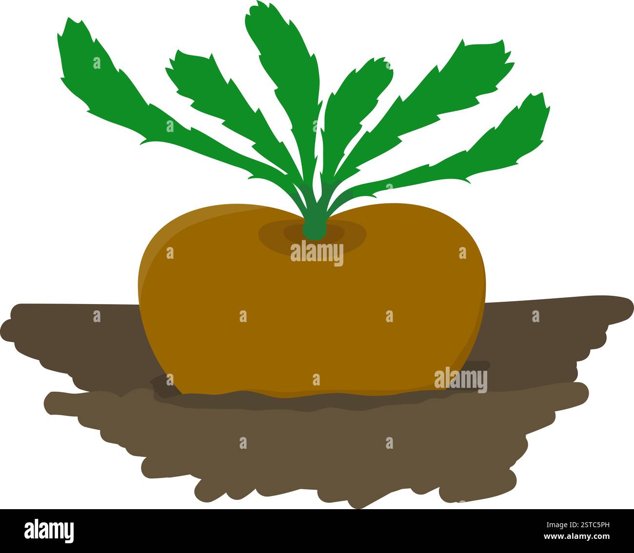 Turnip growing in garden - illustration Stock Photo - Alamy