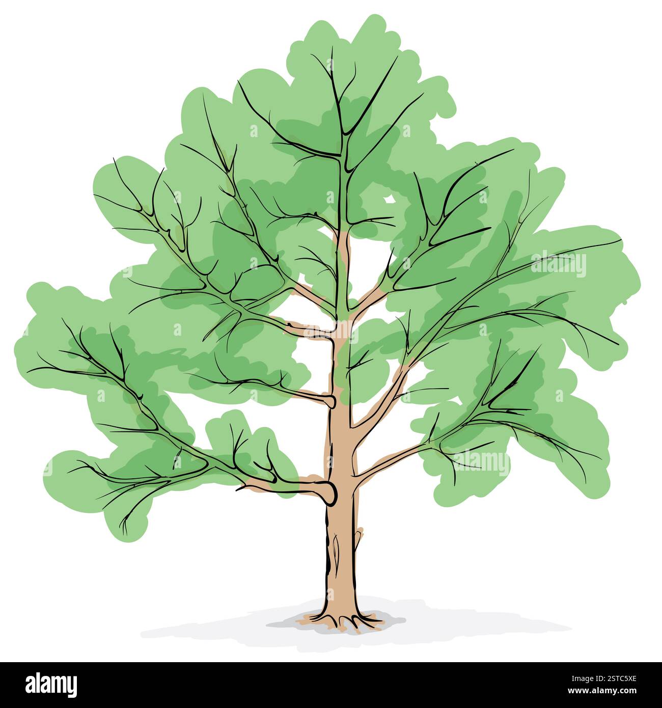 The simplified image of crone of the big tree drawing Cut Out Stock ...