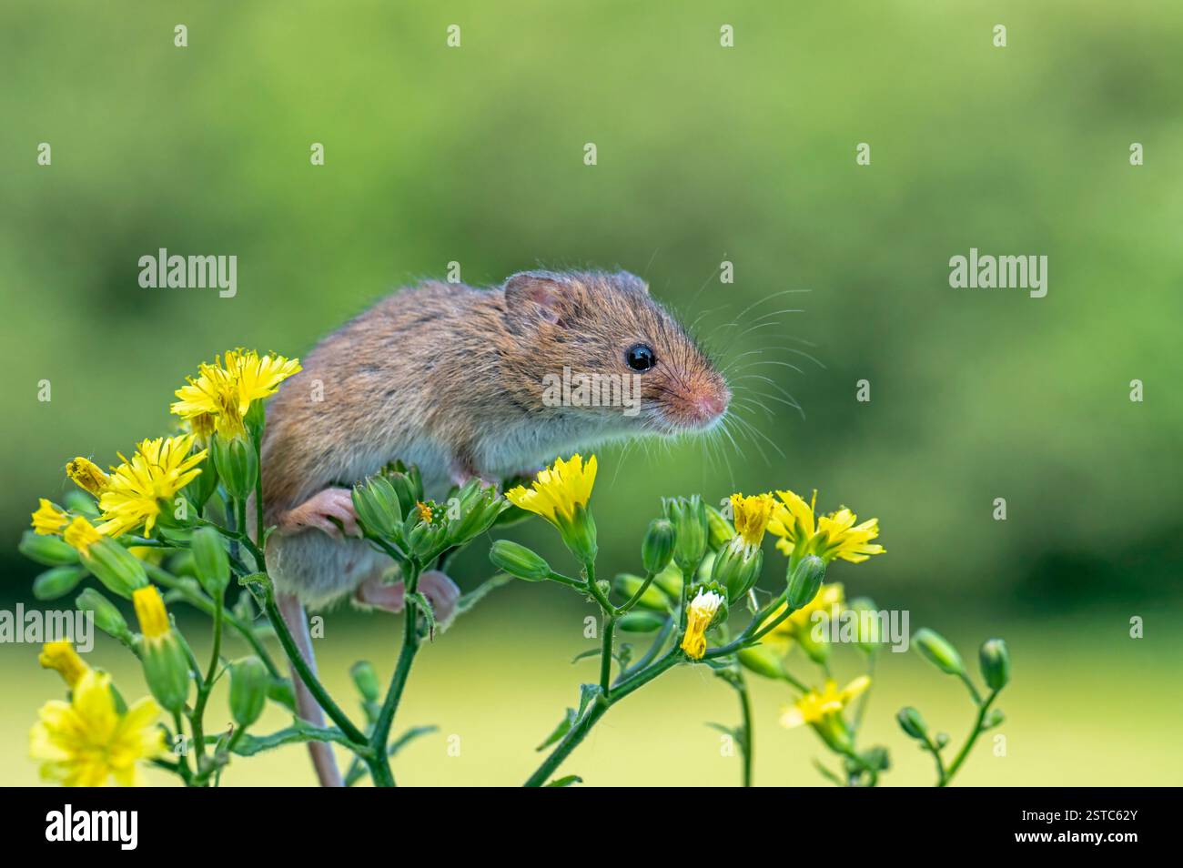 Harvest mouse (micromys minitus) climbing on flowers at Dean Masons ...