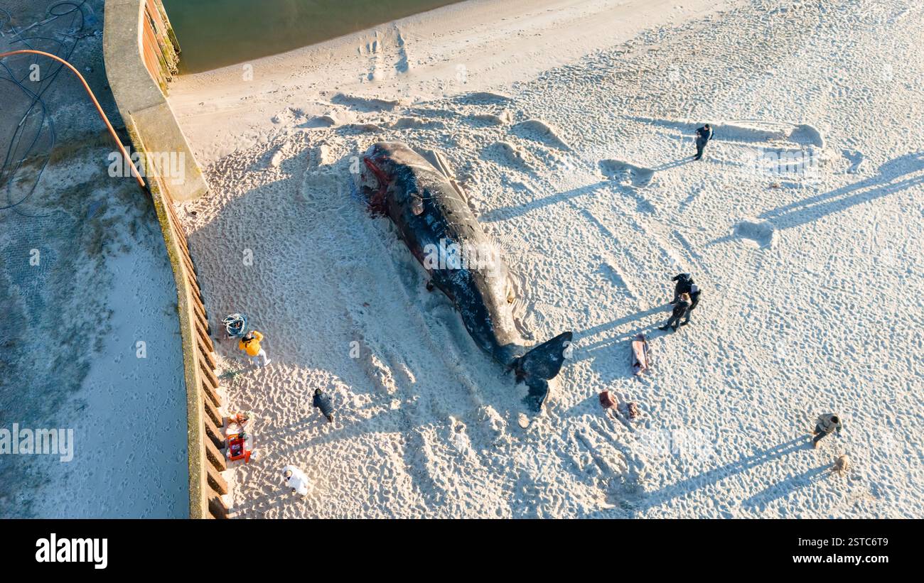 18 February 2025, Schleswig-Holstein, Hörnum (Sylt): The sperm whale ...