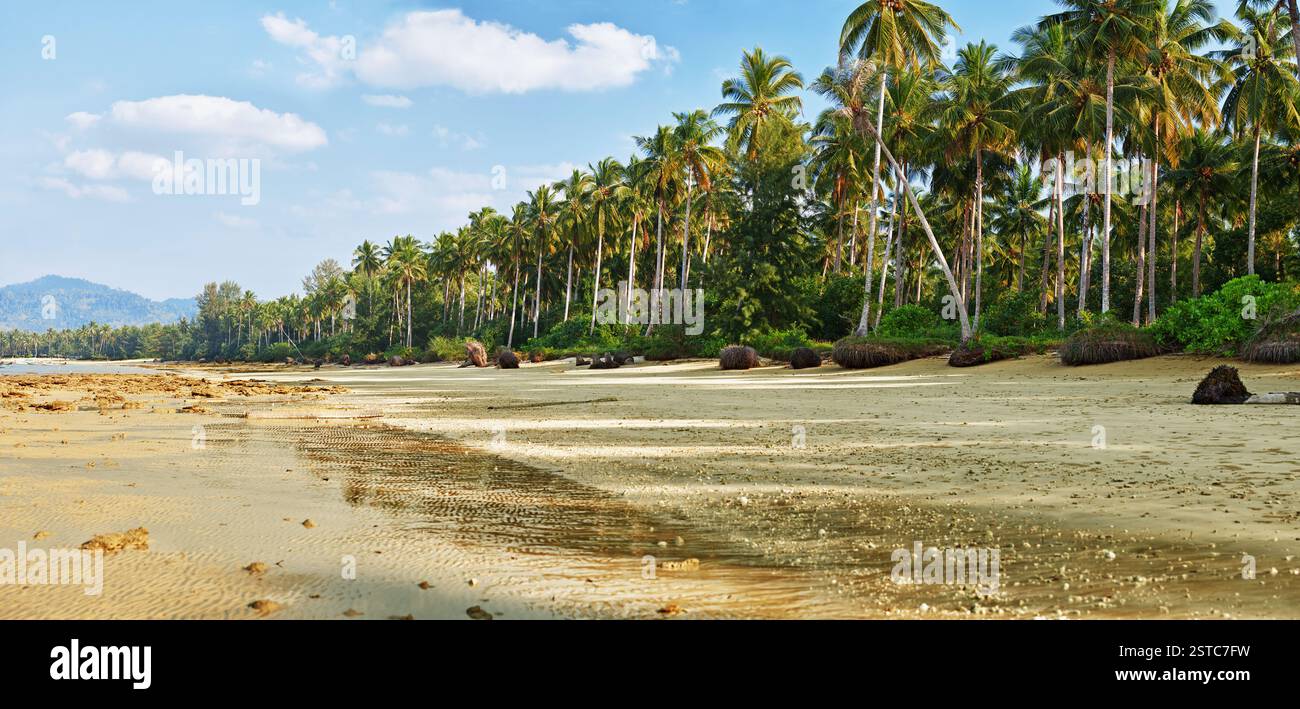 Tropical beach with palm at low tide Stock Photo - Alamy