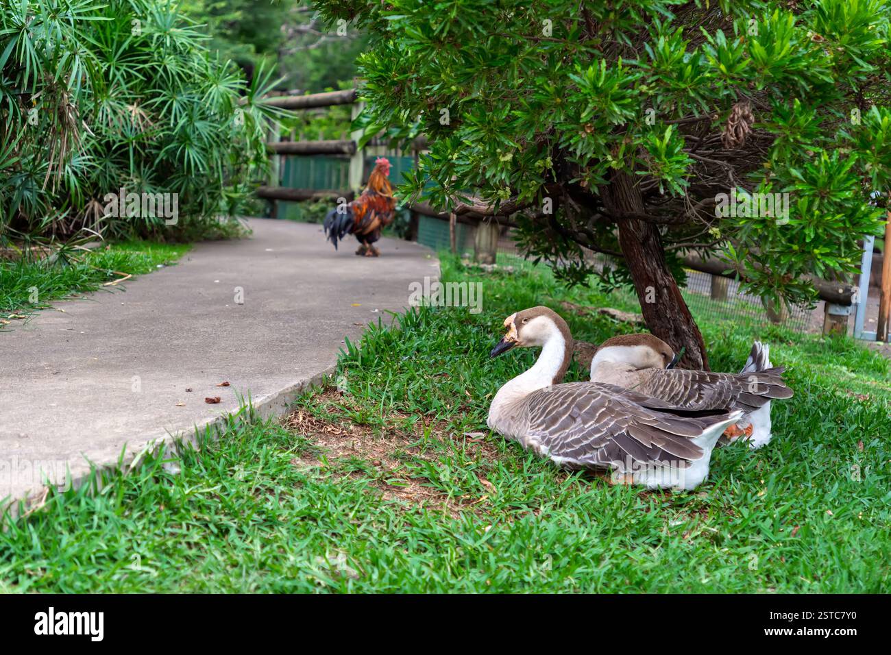 Two geese resting on grass as rooster walks along garden path. Farm ...