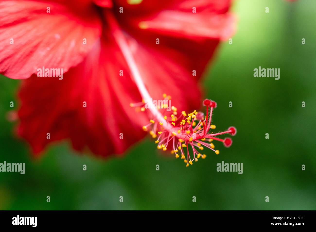 Vibrant Red Hibiscus Flower Close-Up: Detailed Stigma and Petals Stock ...