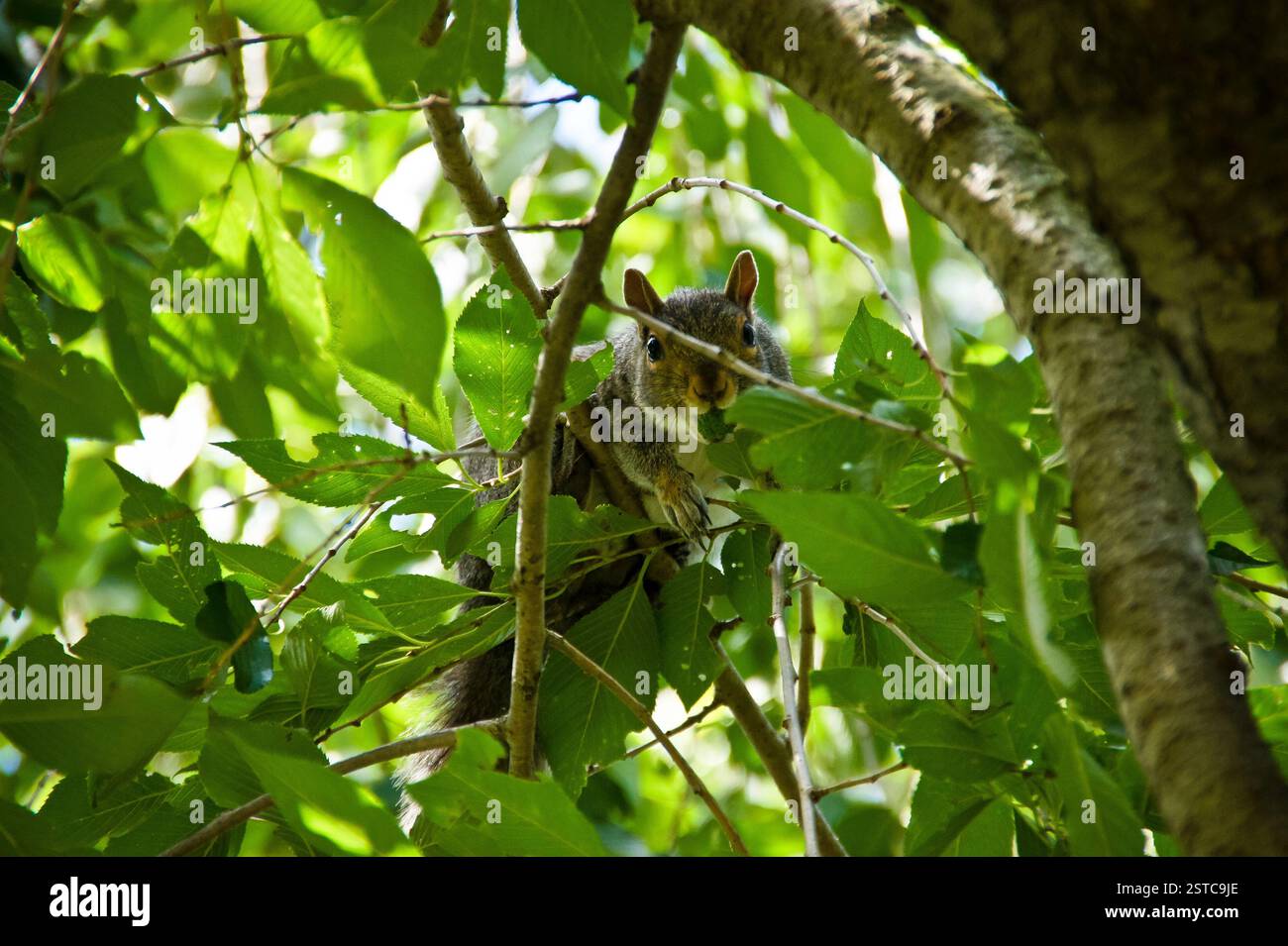 Nat symbol hi-res stock photography and images - Alamy