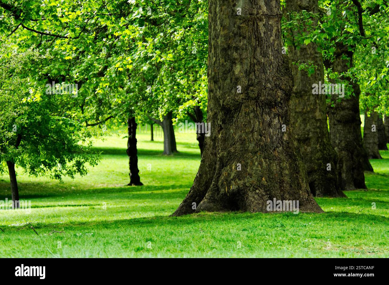 Trees in a park, spring season Stock Photo - Alamy