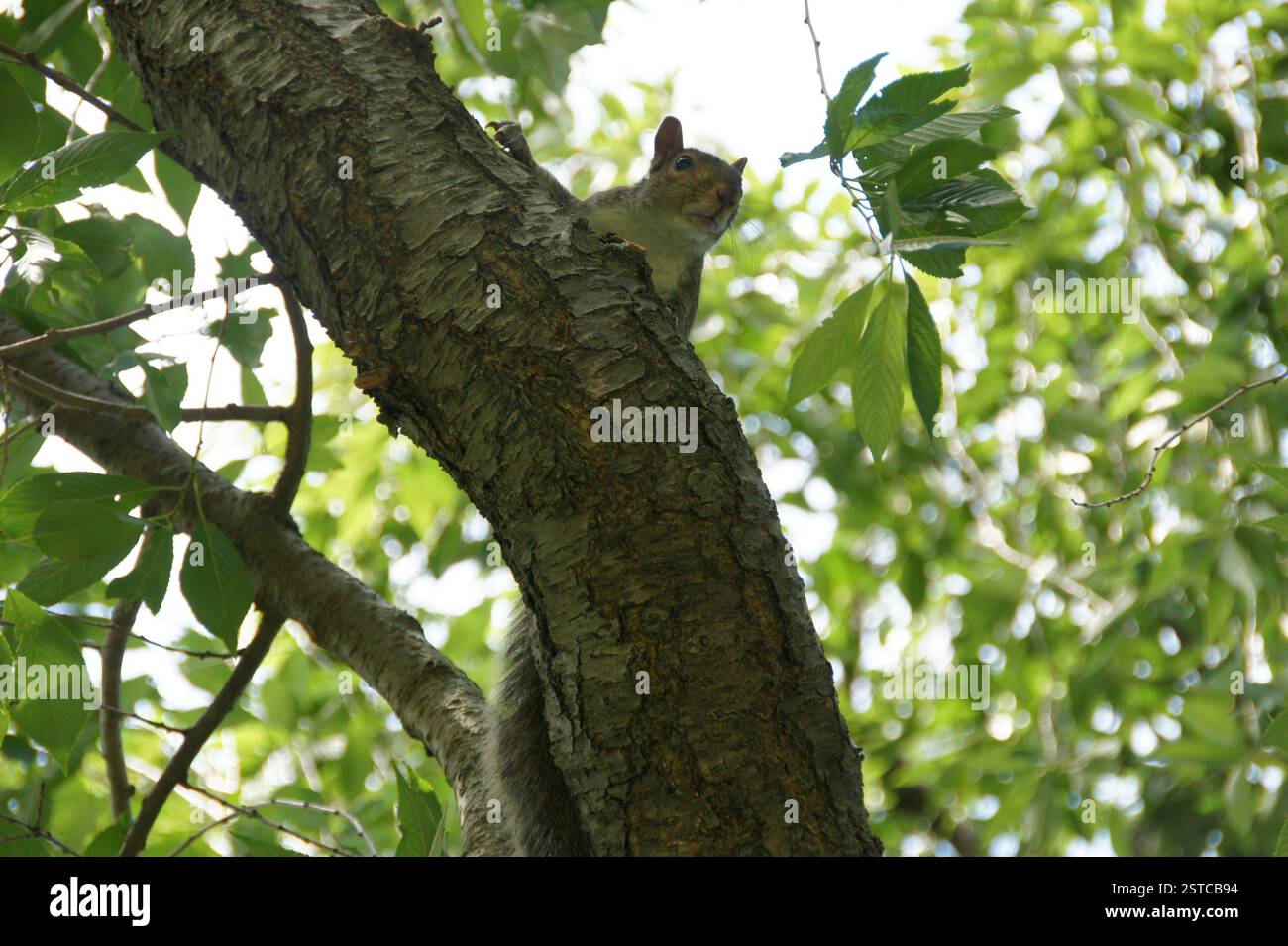 Squirrel climbing a tree trunk in Boston, curiously looking around ...