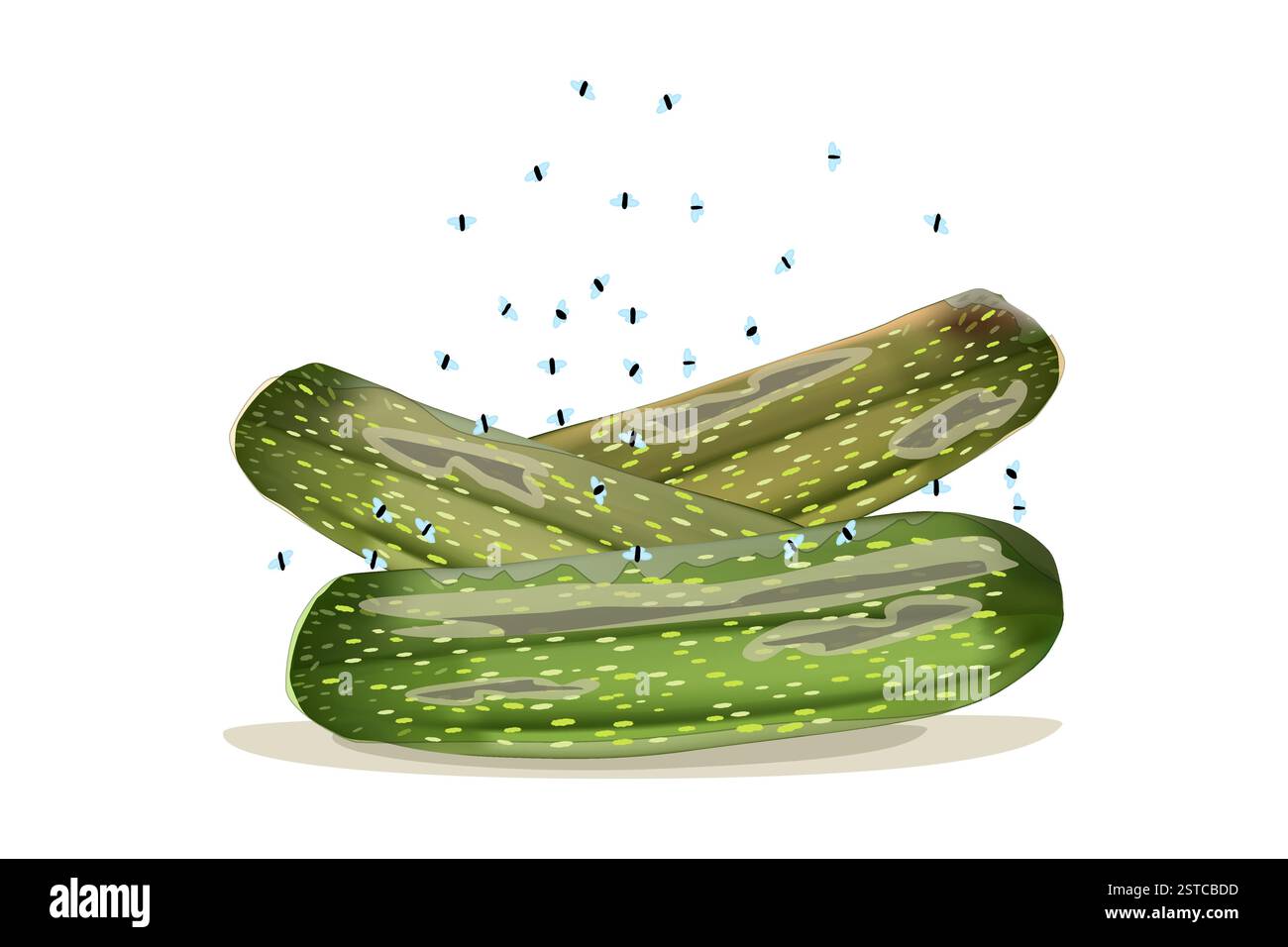 Fruit flies and spoiled cucumber. Drosophila melanogaster. Flies flying ...
