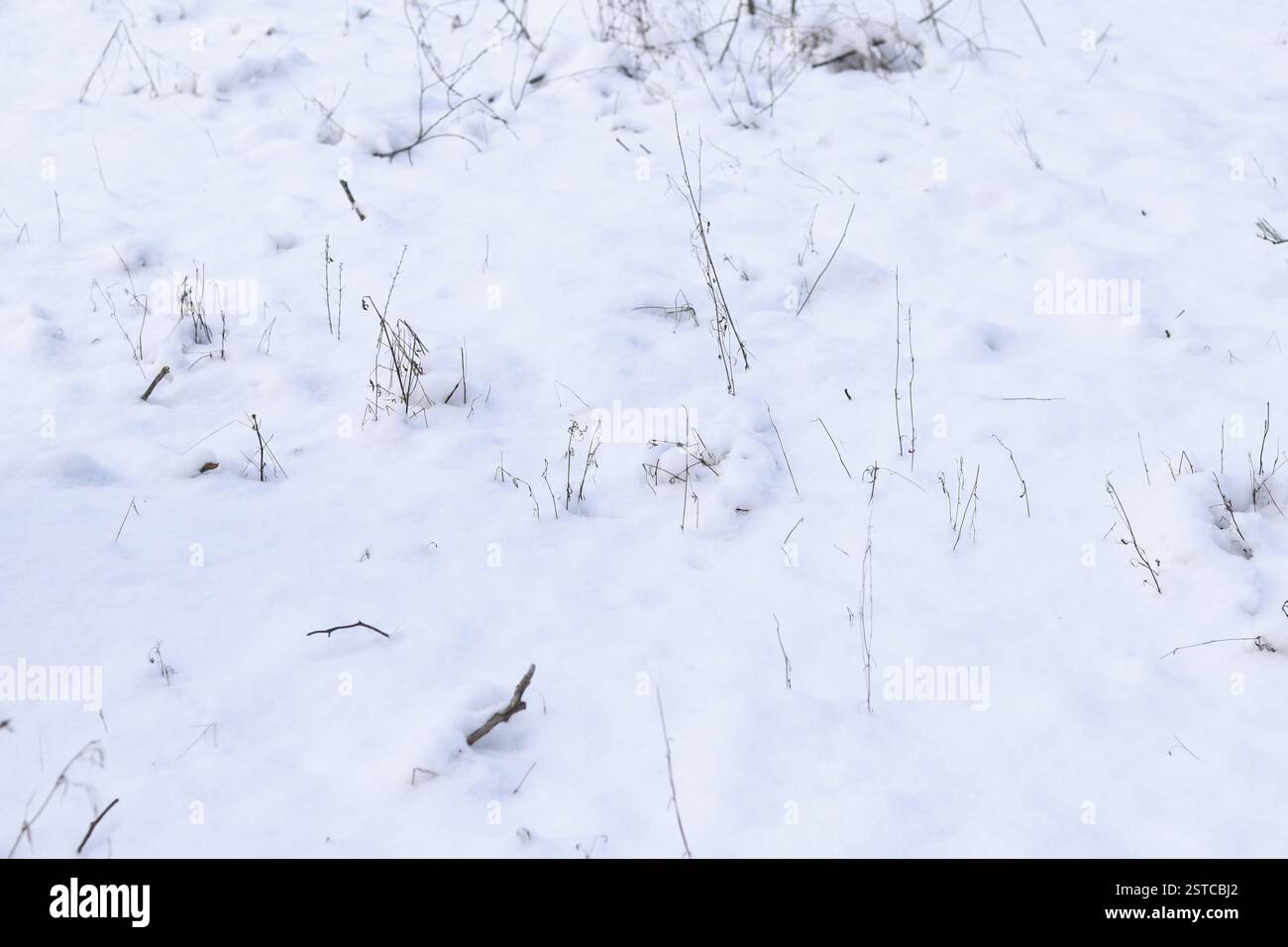 Clean snow in the forest. Dry grass sticks out from under the snow ...