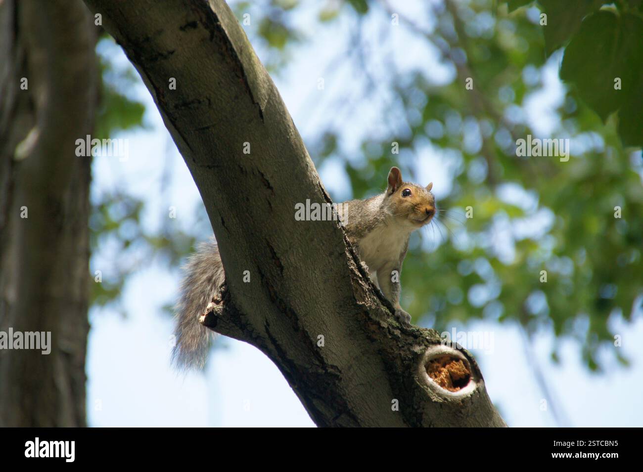 Rodentmammal hi-res stock photography and images - Alamy